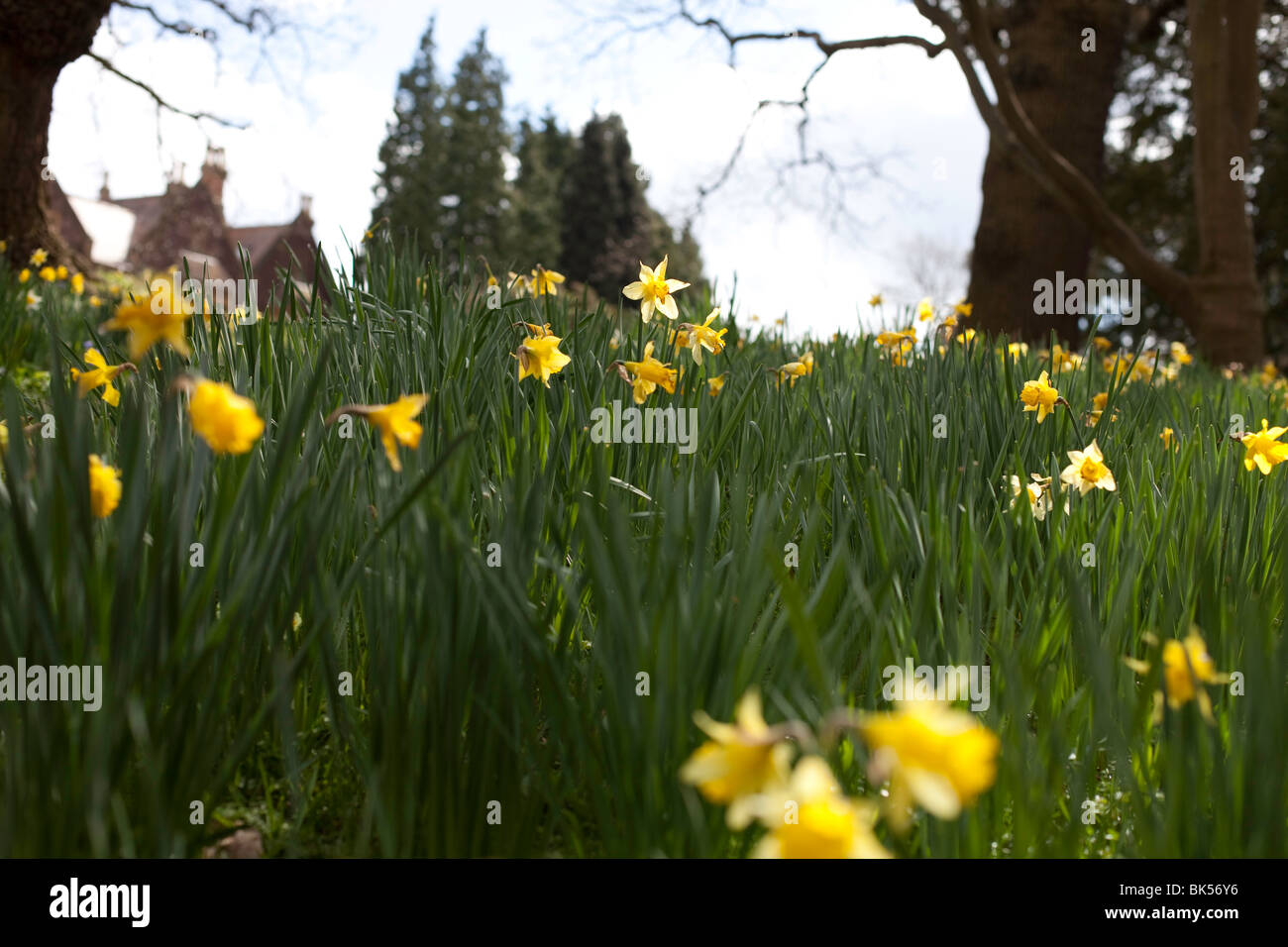 A field of daffodils in spring, England Stock Photo - Alamy
