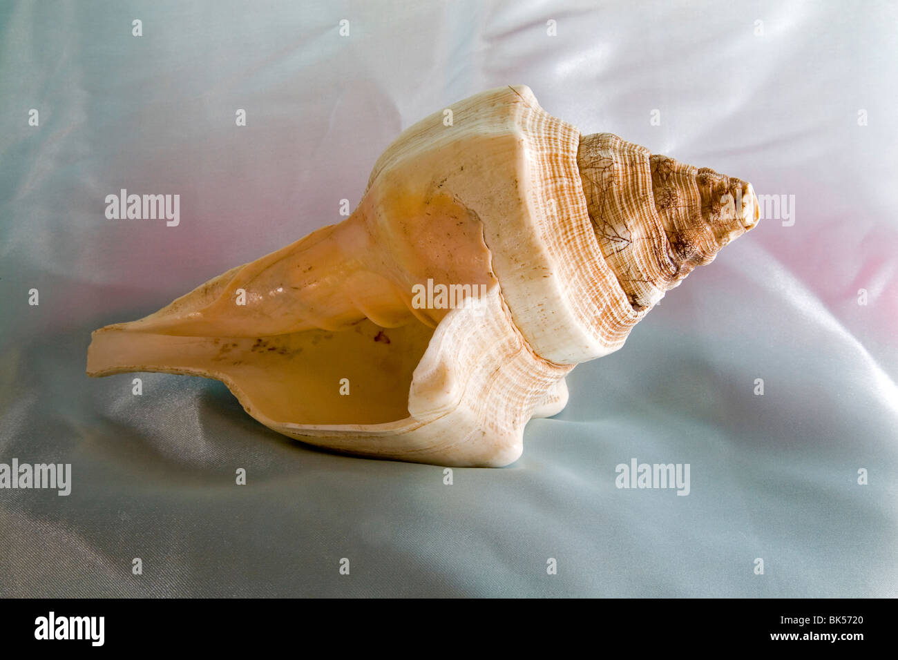 An antique petrified conch fossil Stock Photo - Alamy