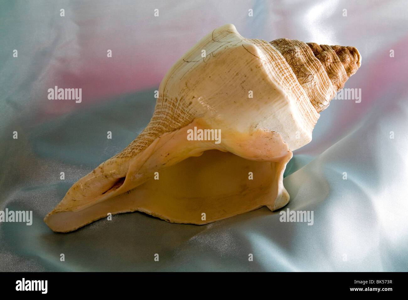 An old petrified conch shell Stock Photo - Alamy