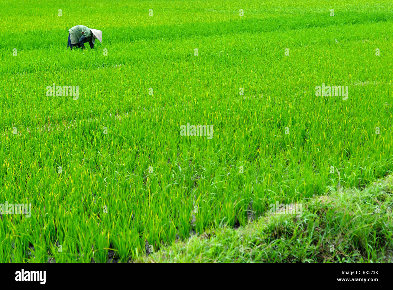 Rice paddy field, Halong, Vietnam, Indochina, Southeast Asia, Asia ...
