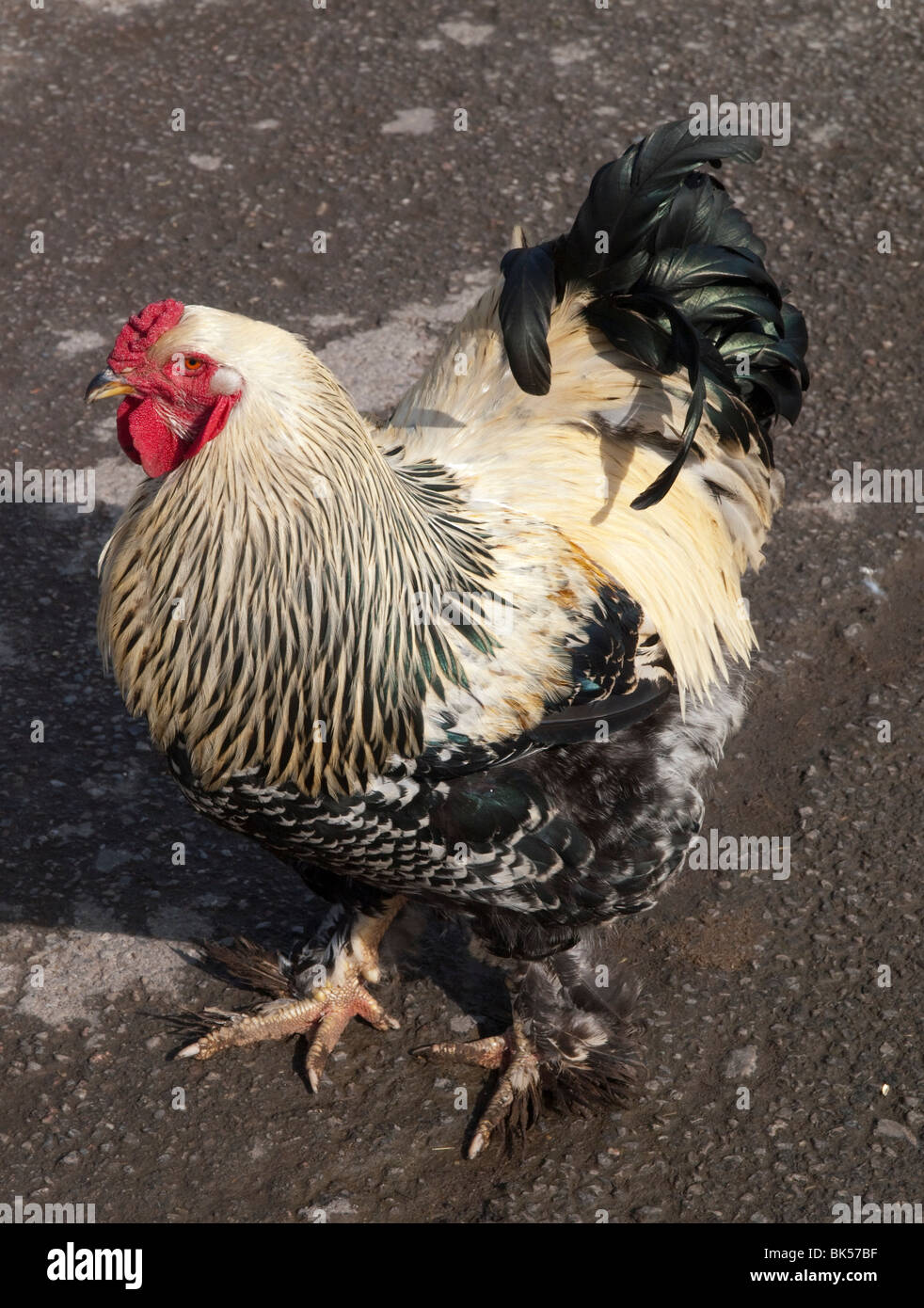 A hen at the White Post Farm Centre in Nottinghamshire, England UK ...