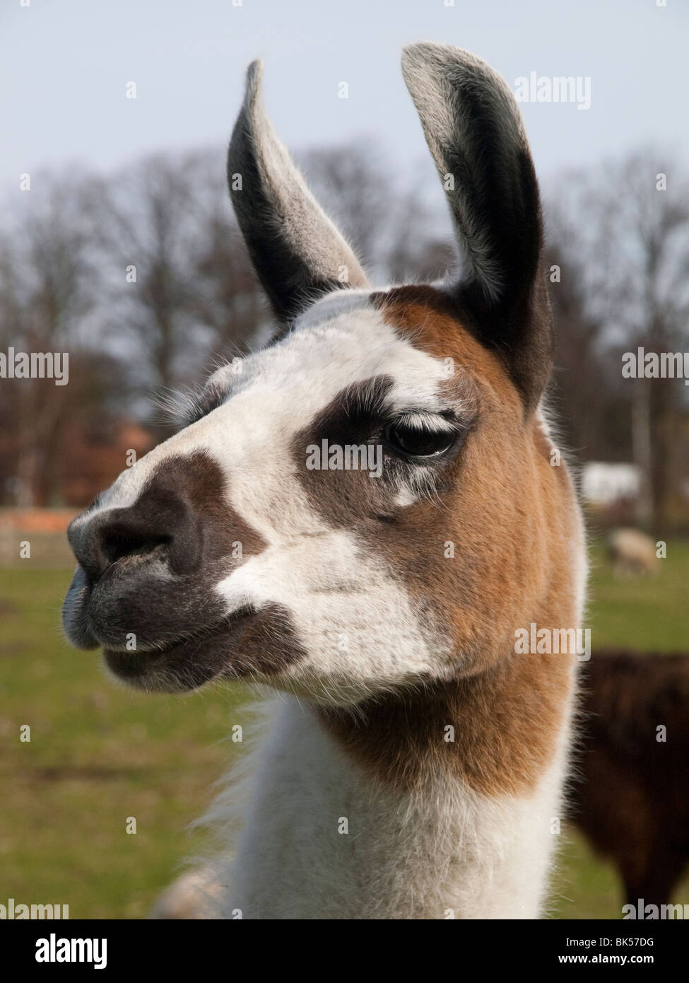 Long llama ears hi-res stock photography and images - Alamy