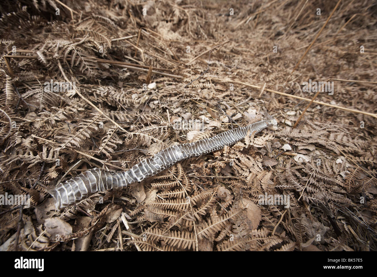 Adder, Vipera berus skin in bracken, Thorne Moor, UK Stock Photo - Alamy