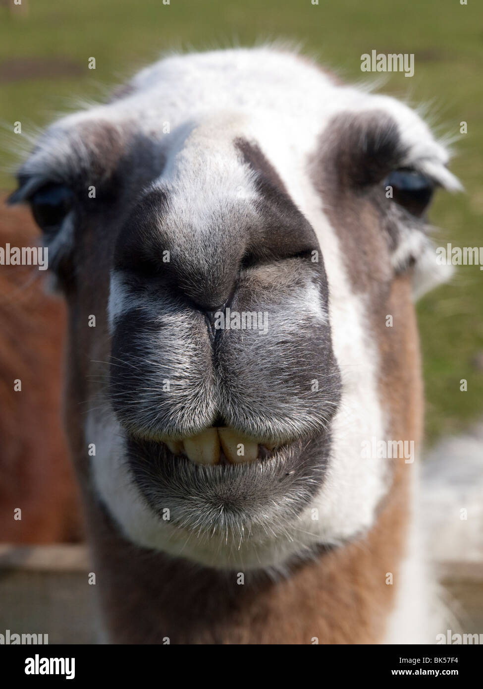 English llama hi-res stock photography and images - Alamy
