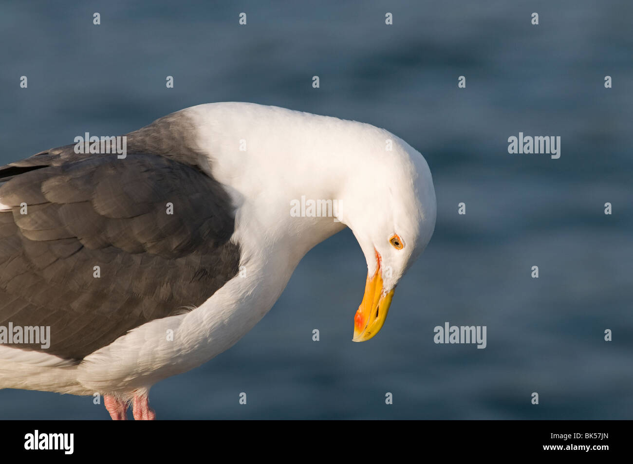 Seagull looking down Stock Photo - Alamy
