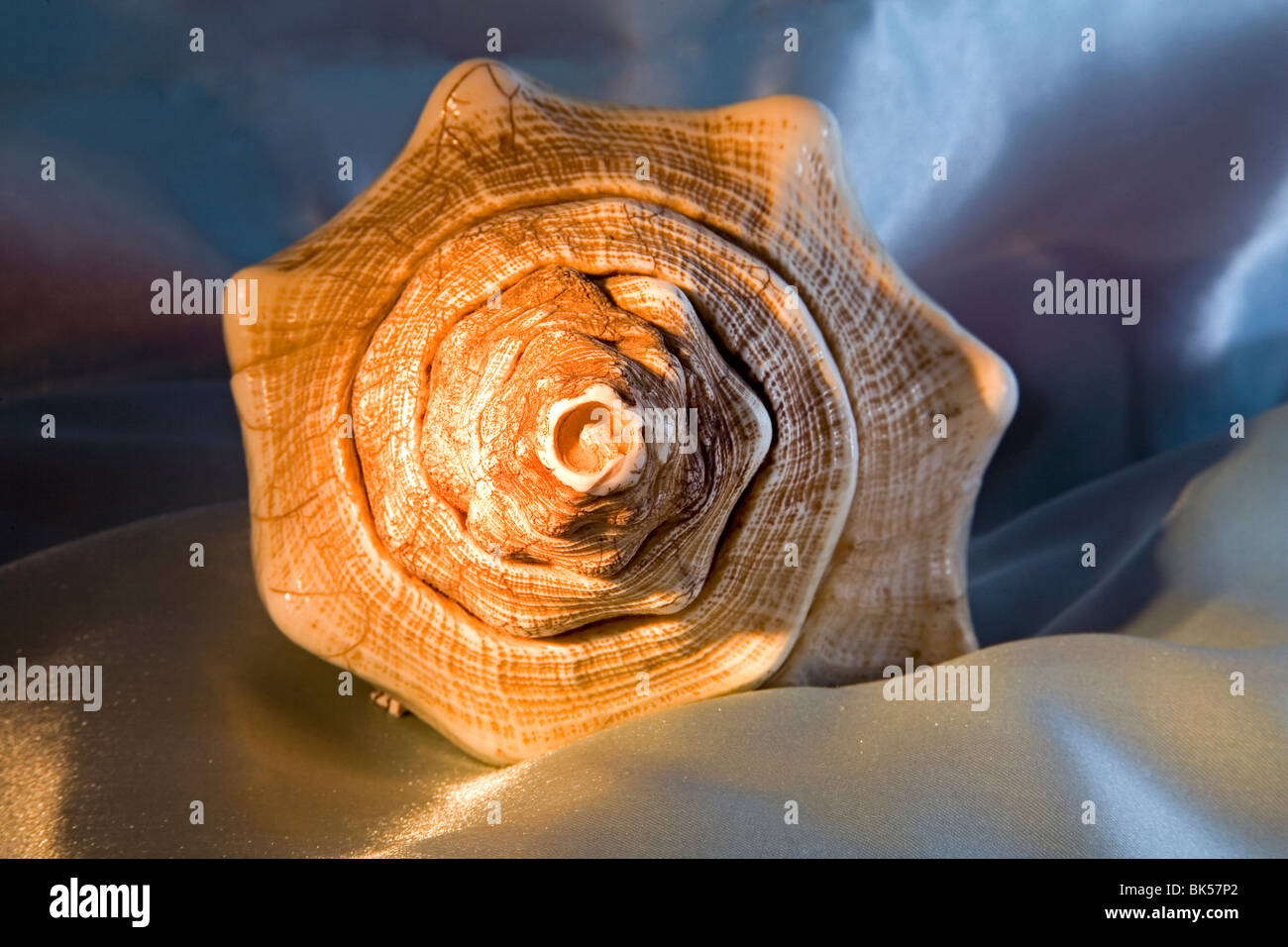 A hundred year old antique petrified conch shell Stock Photo - Alamy