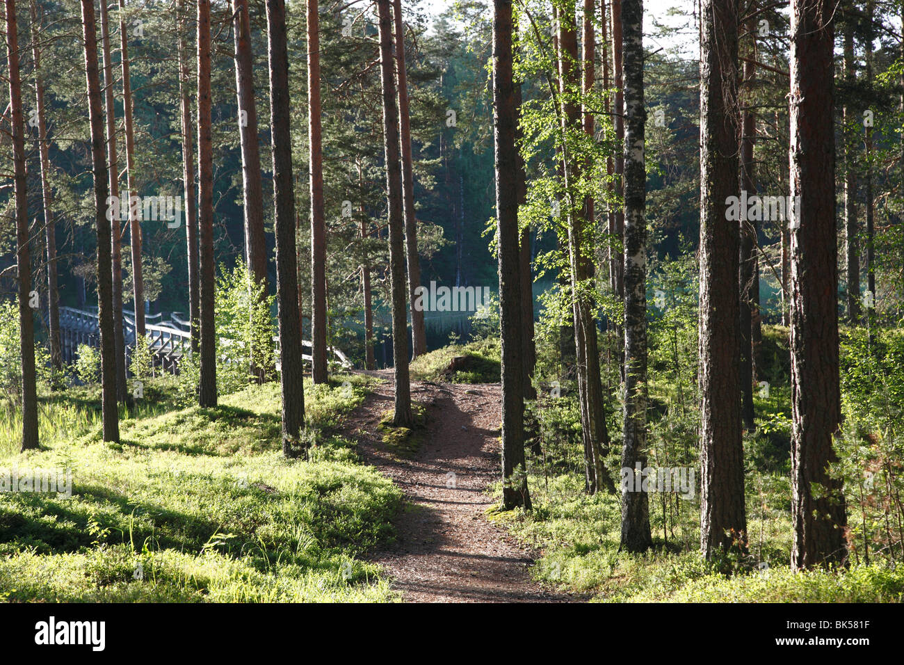 Trees and walking track, Punkaharju Nature Reserve, Punkaharju Ridge ...