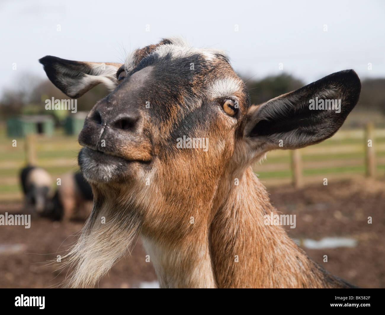Close up of a goat at the White Post Farm Centre in Nottinghamshire ...