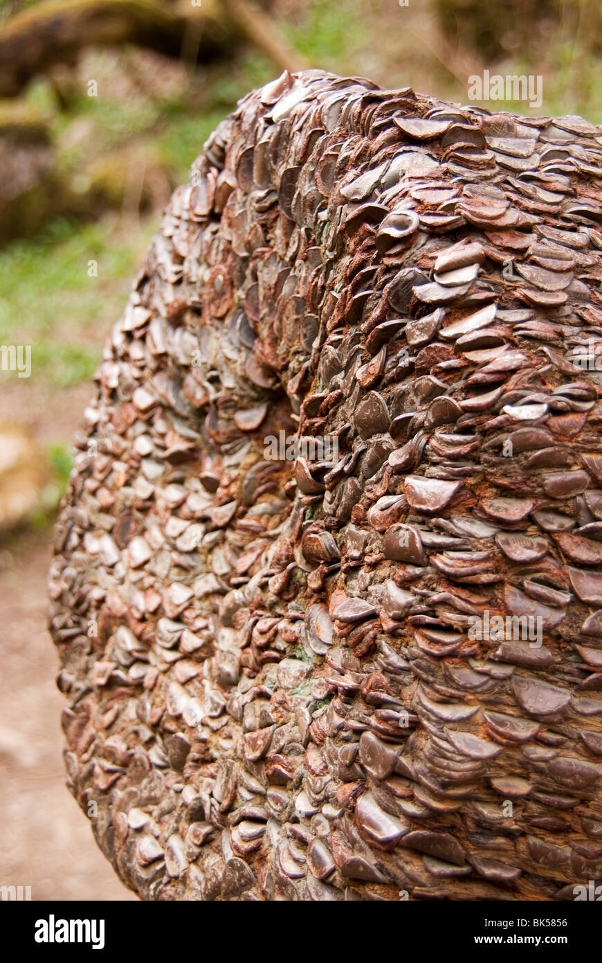 Coins pressed into a wooden log Stock Photo - Alamy