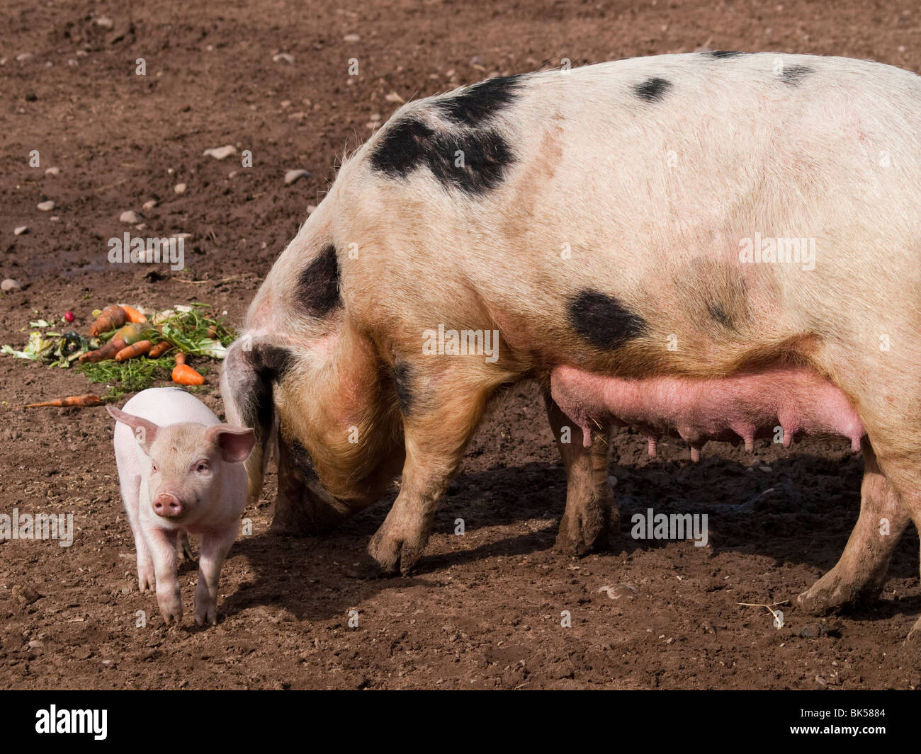 Gloucester Old Spot Pigs feeding at the White Post Farm Centre in ...