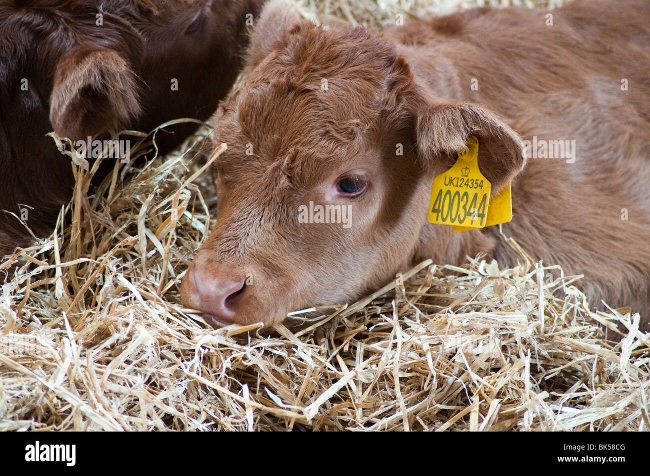 Calves in the barn hi-res stock photography and images - Alamy