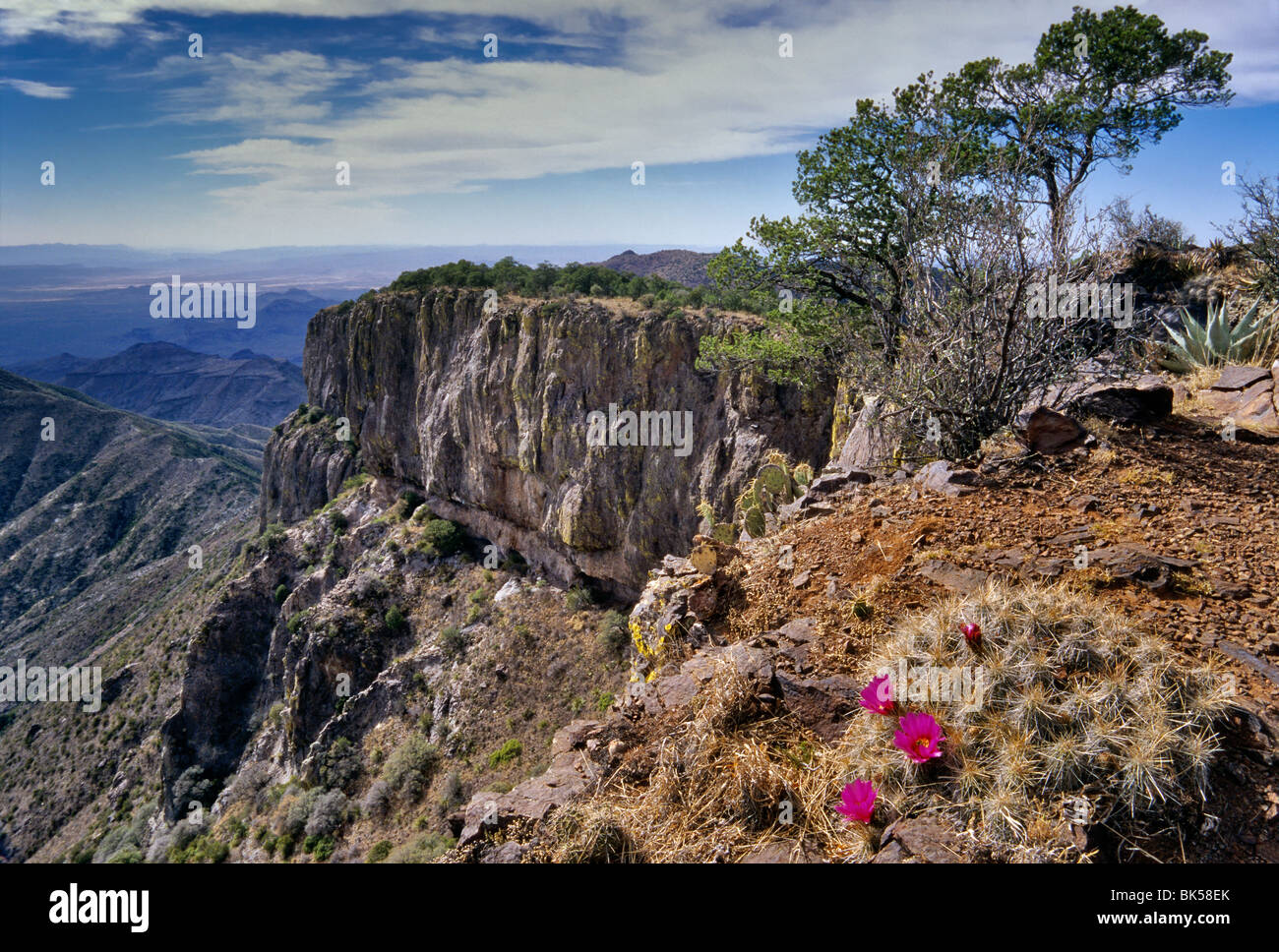 Chisos hedgehog cactus hi-res stock photography and images - Alamy