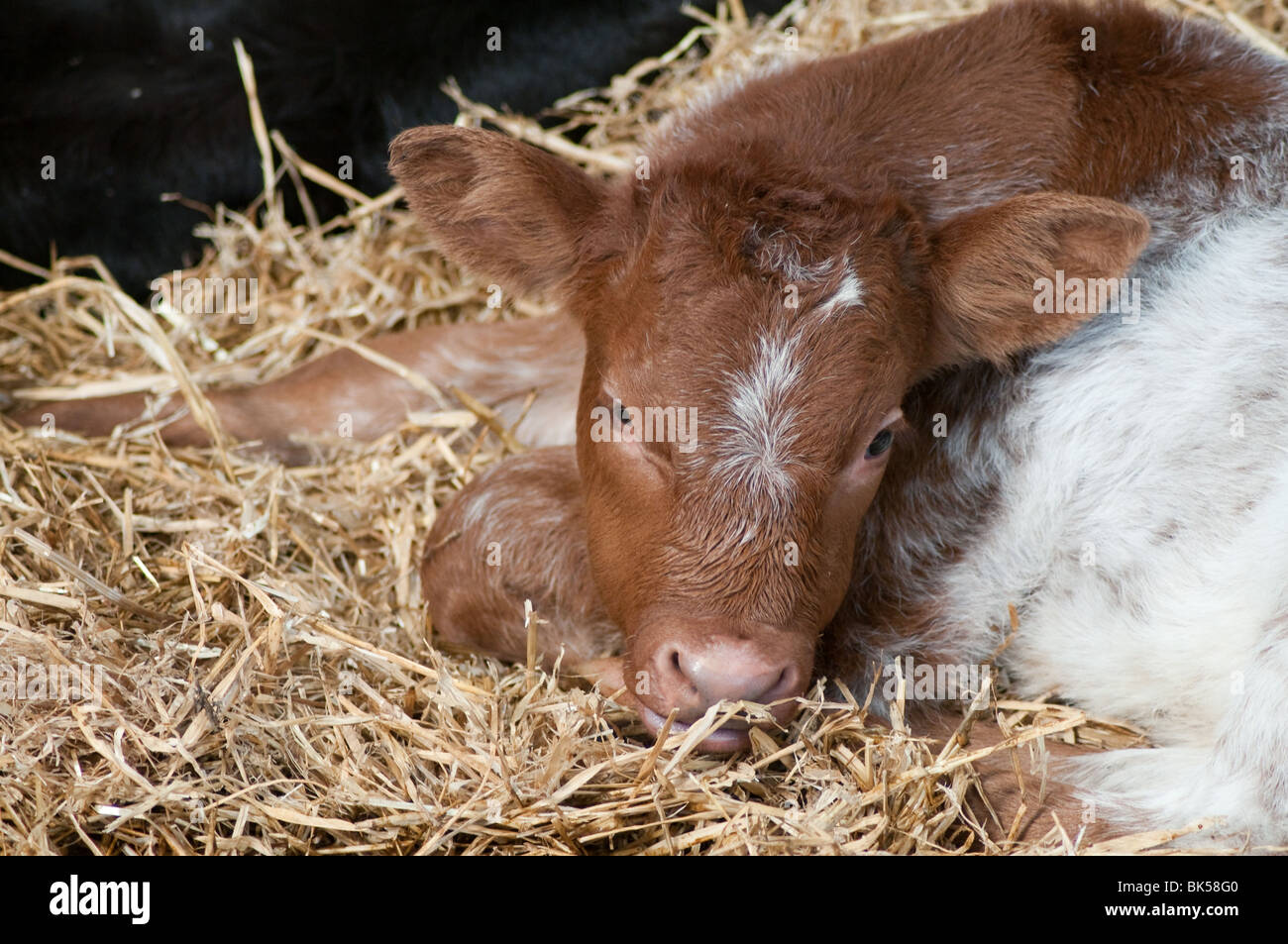 cows and calves in the barn at Markenfield Farm Stock Photo - Alamy