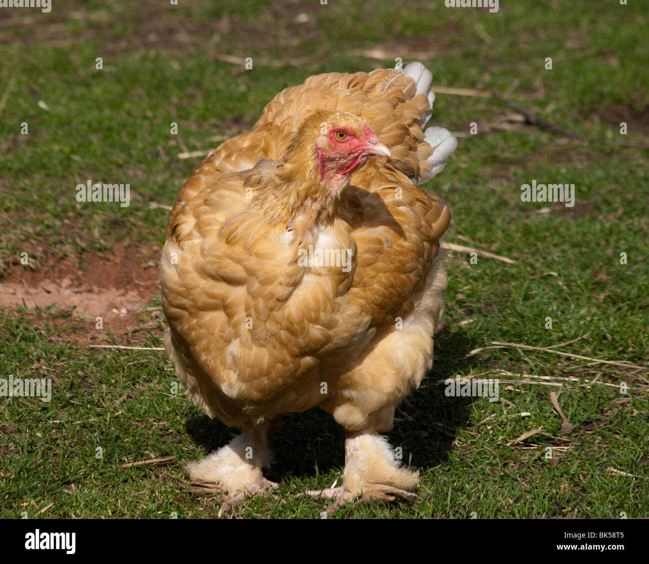 A hen at the White Post Farm Centre in Nottinghamshire, England UK ...