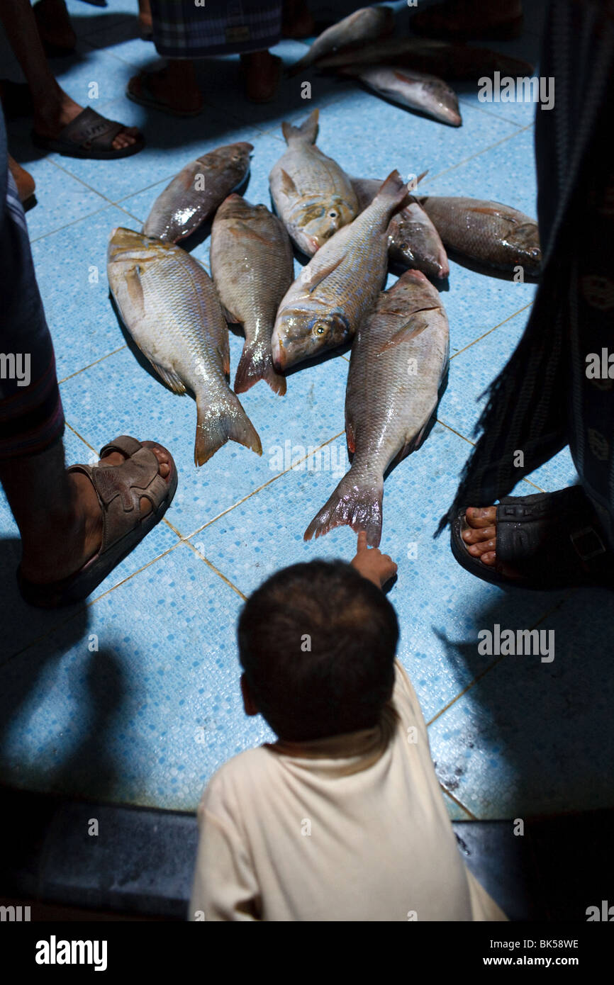 fresh fish at the fish market in Aden, Yemen Stock Photo - Alamy