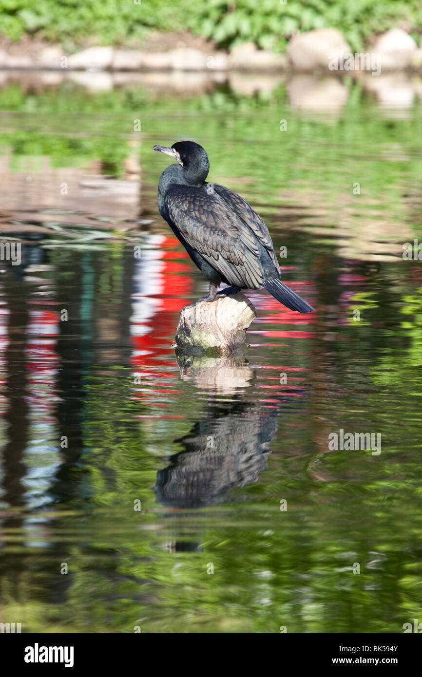 Bird on an tree in the water Stock Photo - Alamy
