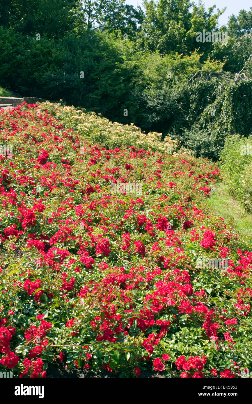 Rose garden in the Hague the Netherlands Stock Photo - Alamy
