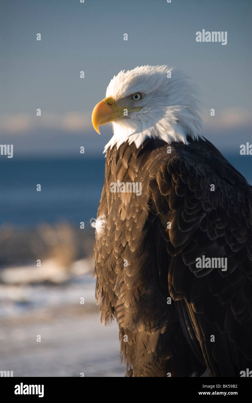 Bald eagle, Homer, Alaska, United States of America, North America ...