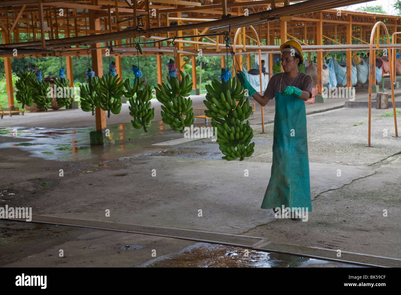 Banana Production Stock Photos & Banana Production Stock Images - Alamy