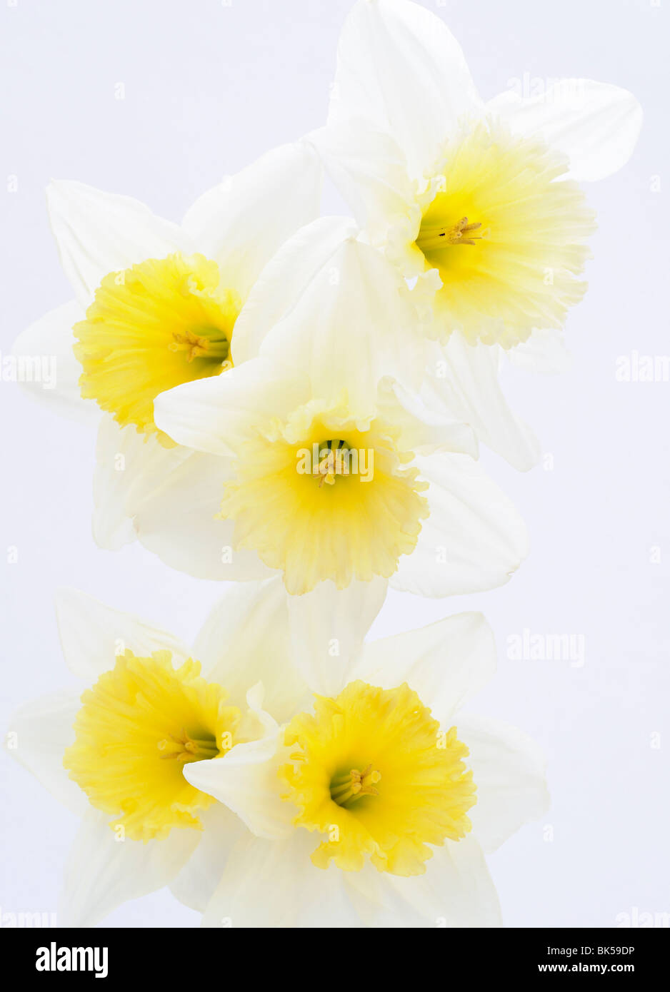 Five yellow and white daffodil flower heads on plain background Stock ...
