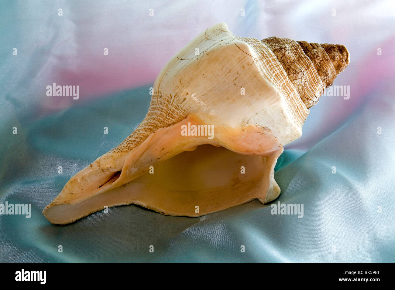 Conch mollusk hi-res stock photography and images - Alamy