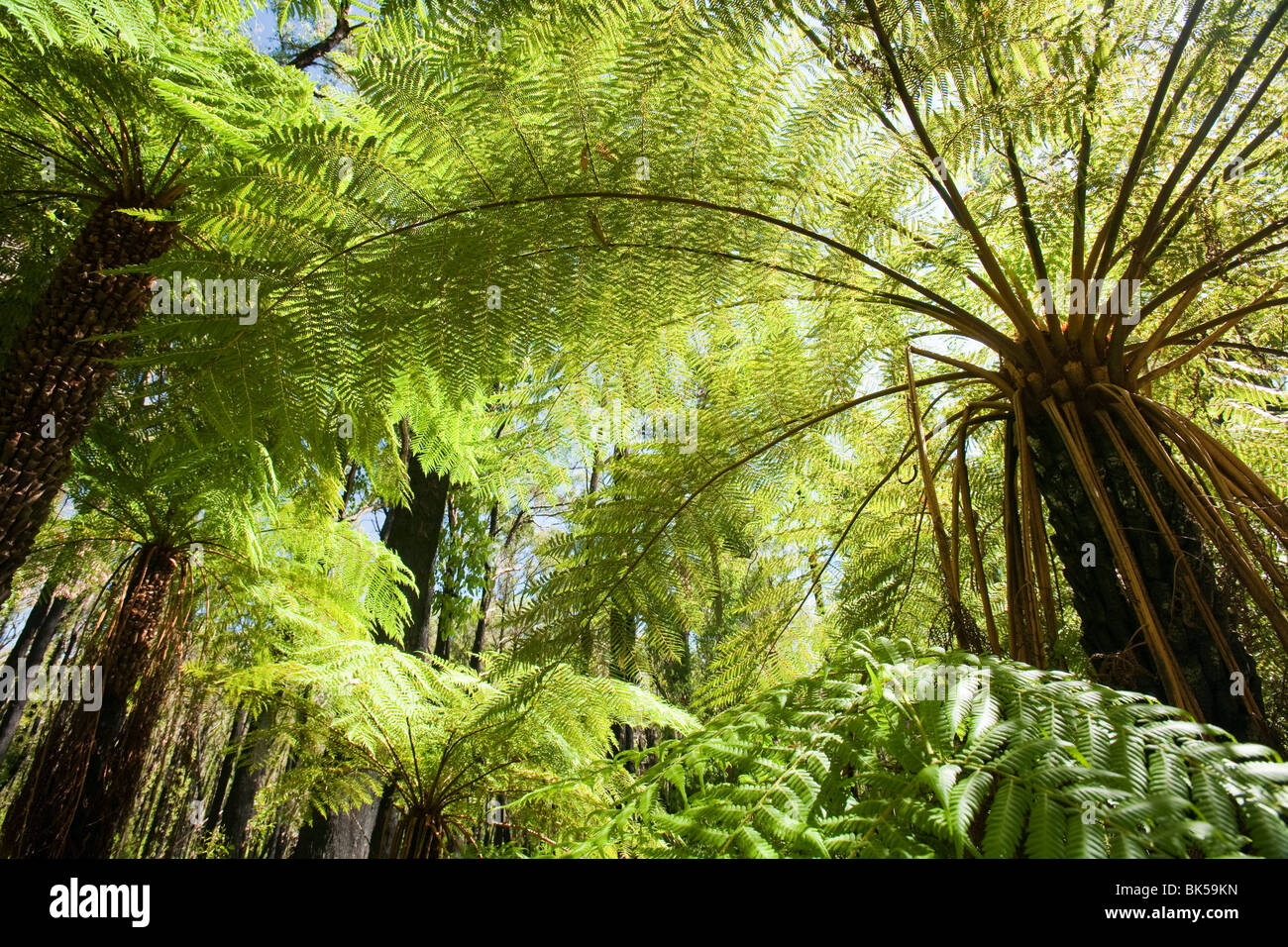 Tree ferns in forest hi-res stock photography and images - Alamy