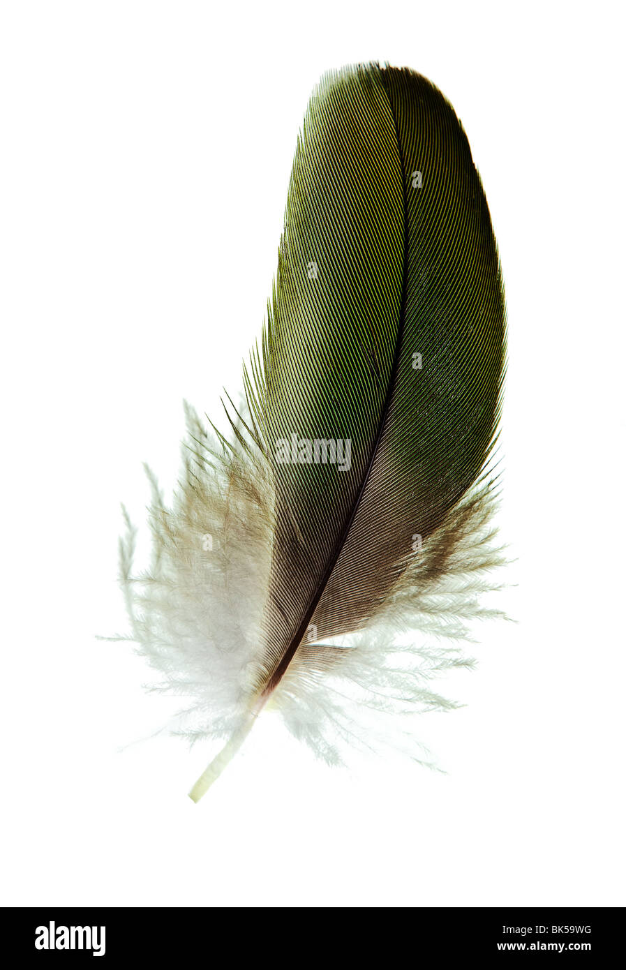 feather isolated on a pure white background Stock Photo - Alamy