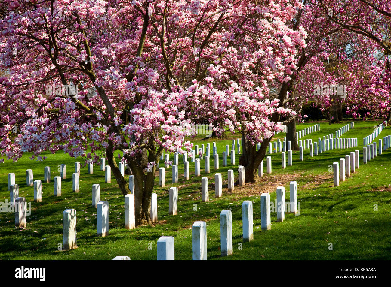 Blossoming Magnolia and Cherry Trees at Arlington National Cemetery ...