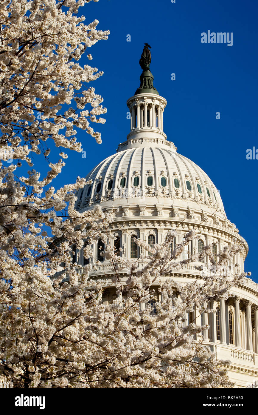 US Capitol Building with blossoming cherry trees, Washington DC USA ...