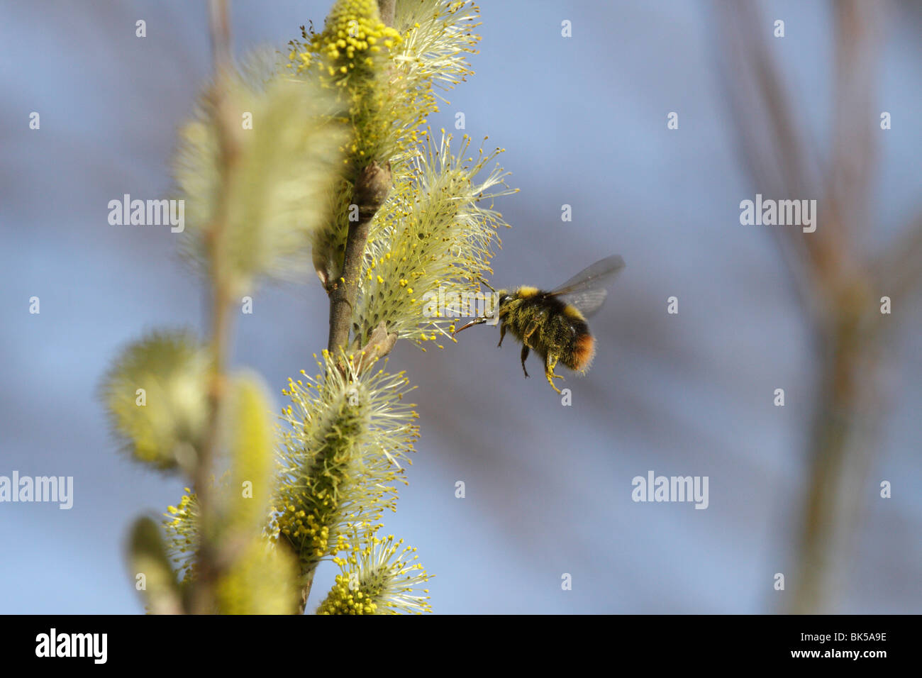 Bombus pratorum, the Early Bumblebee, approaching a willow catkin Stock ...
