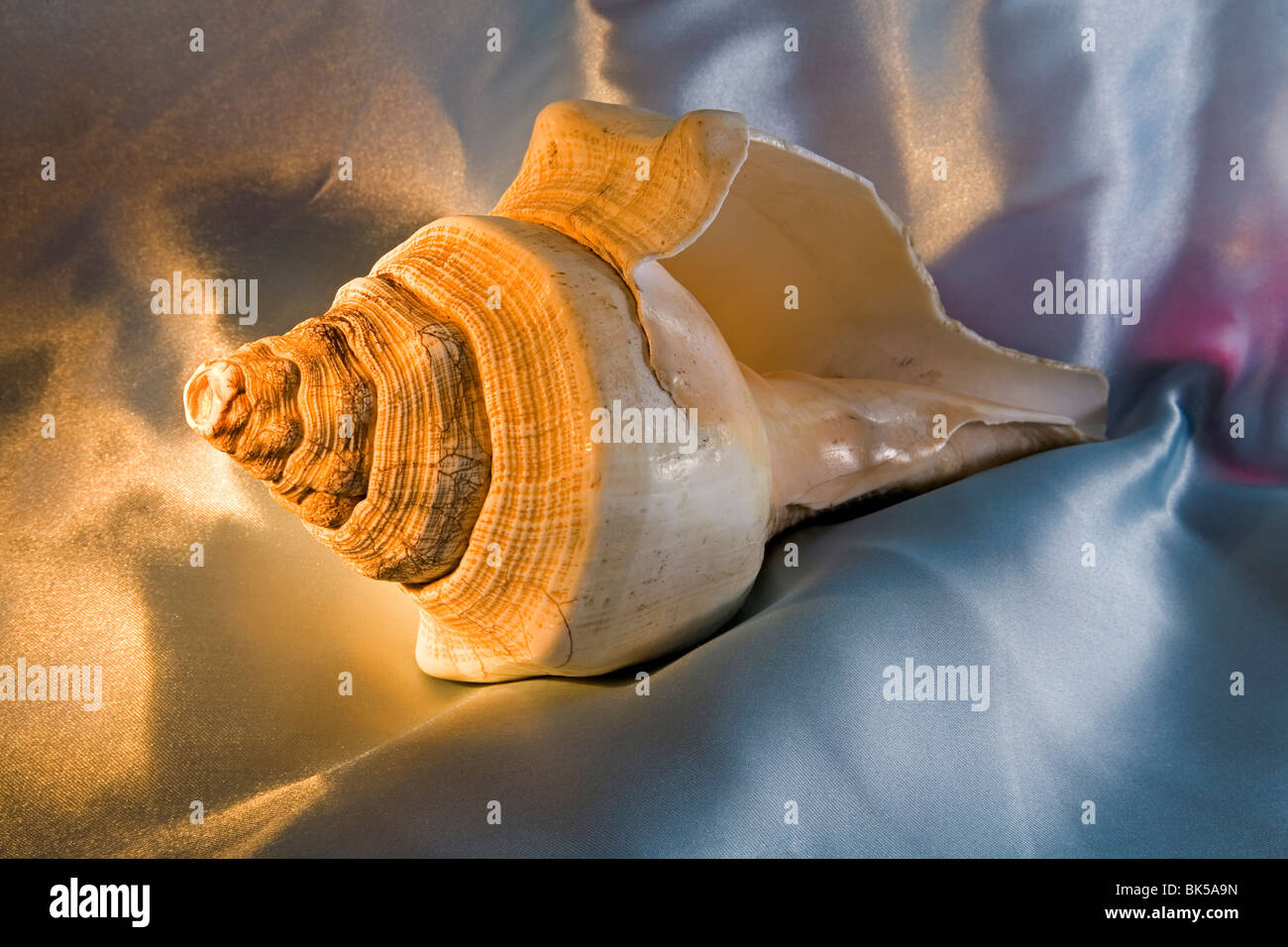 A hundred year old antique petrified conch shell Stock Photo - Alamy