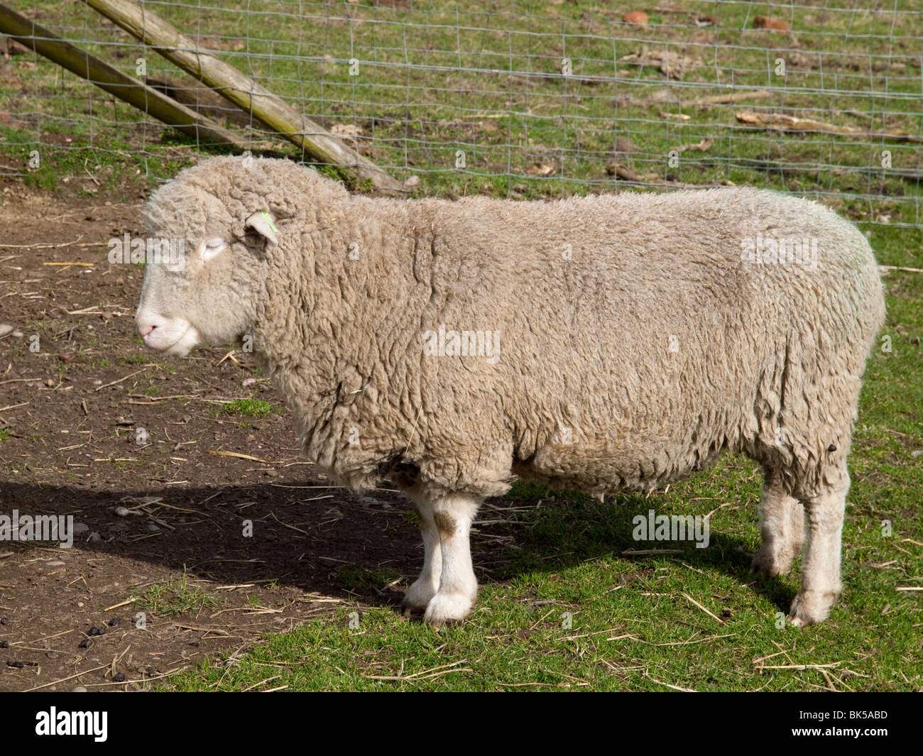 Nottingham white post farm hi-res stock photography and images - Alamy