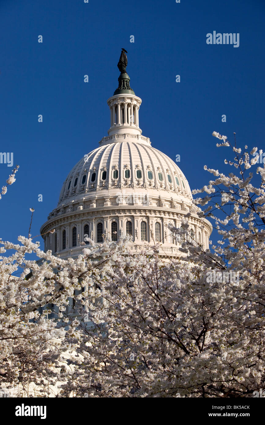 United capitol with cherry blossoms flowers washington dc usa hi-res ...