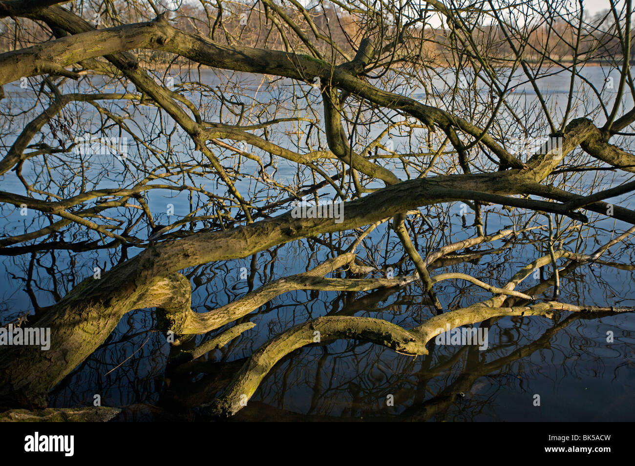 Tree branches over lake hi-res stock photography and images - Alamy