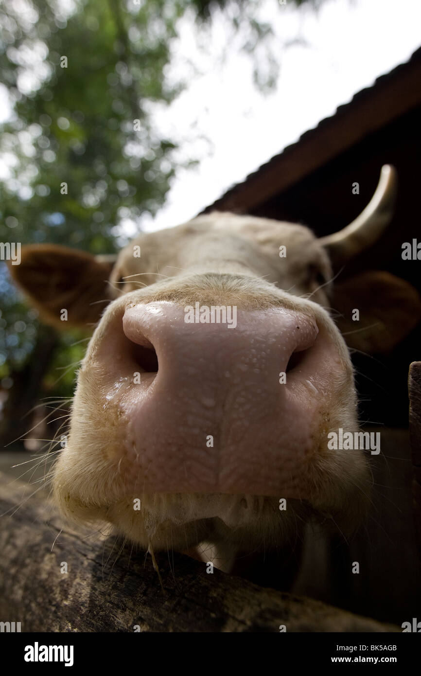 Wide angle,portrait of a cow, Budapest Zoo, Hungary Stock Photo - Alamy