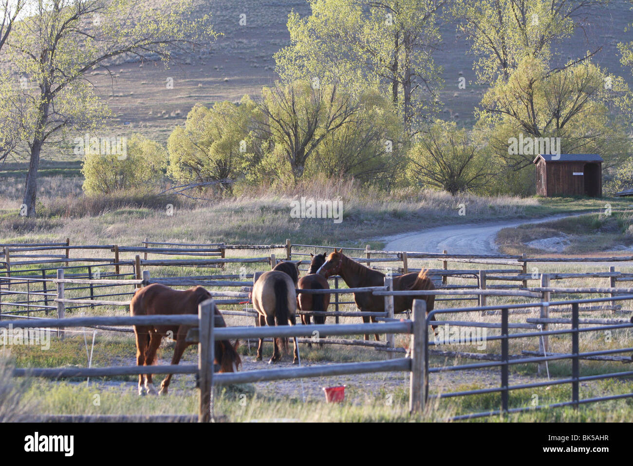 Horses in a corral, Montana, USA Stock Photo - Alamy