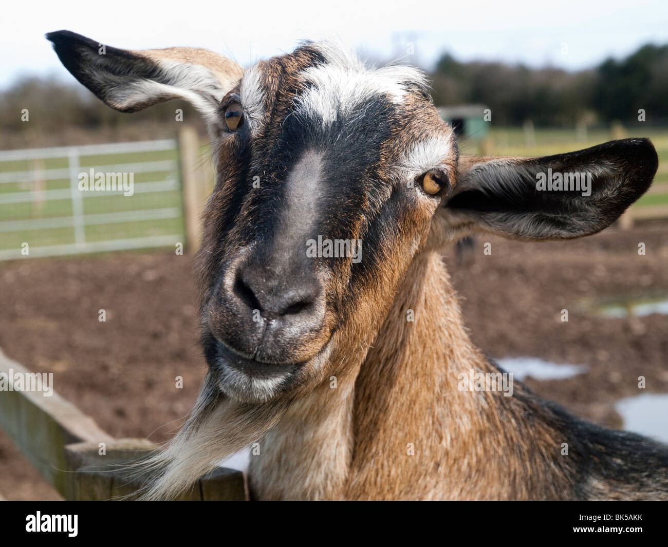 Close up of a goat at the White Post Farm Centre in Nottinghamshire ...