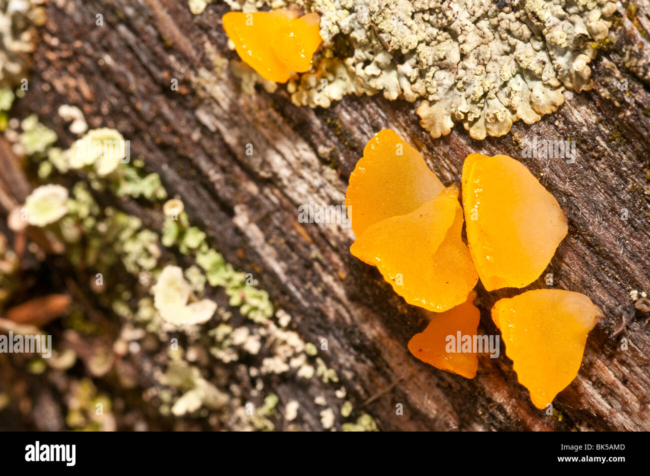 Cup fungus hi-res stock photography and images - Alamy