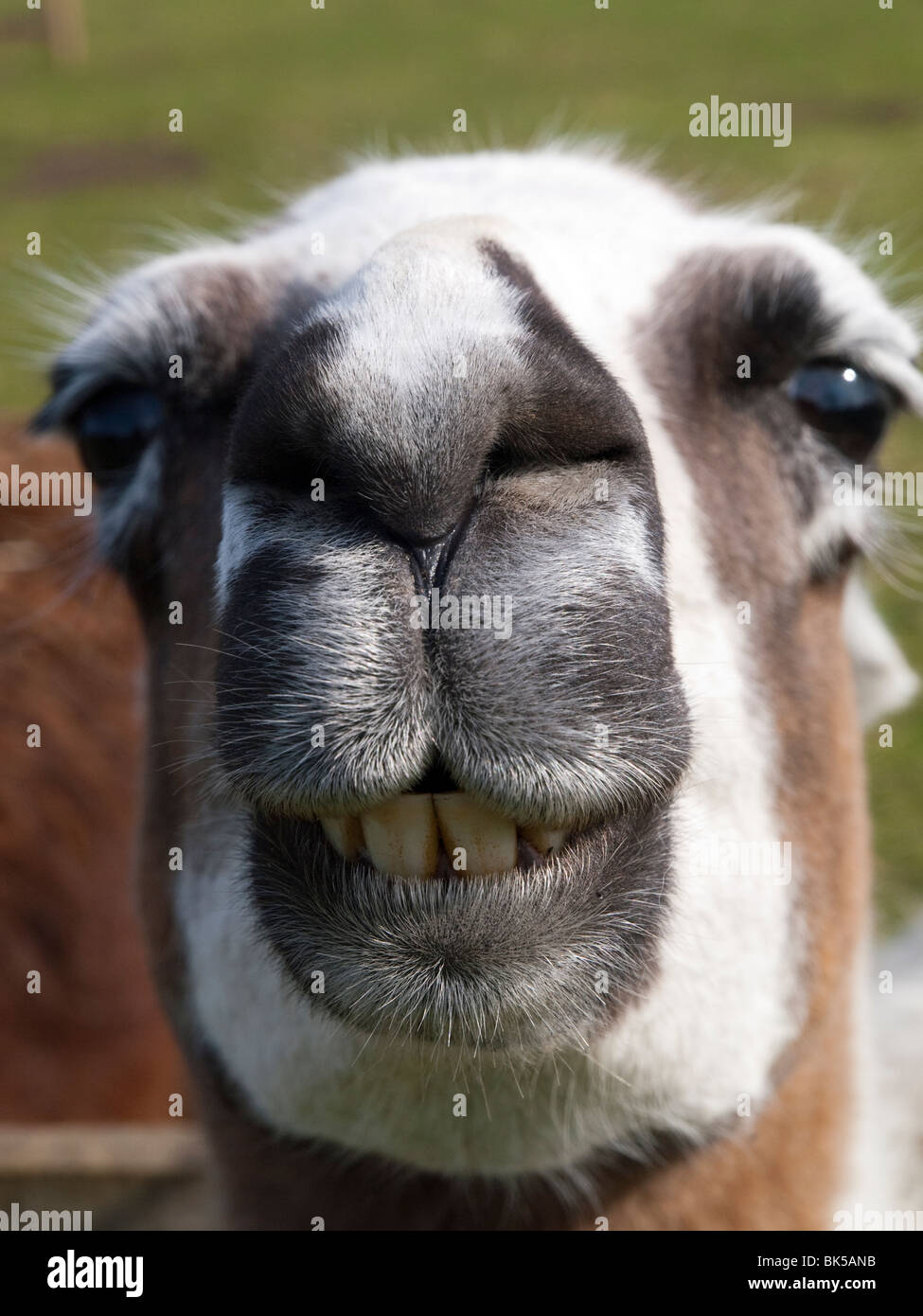 English llama hi-res stock photography and images - Alamy