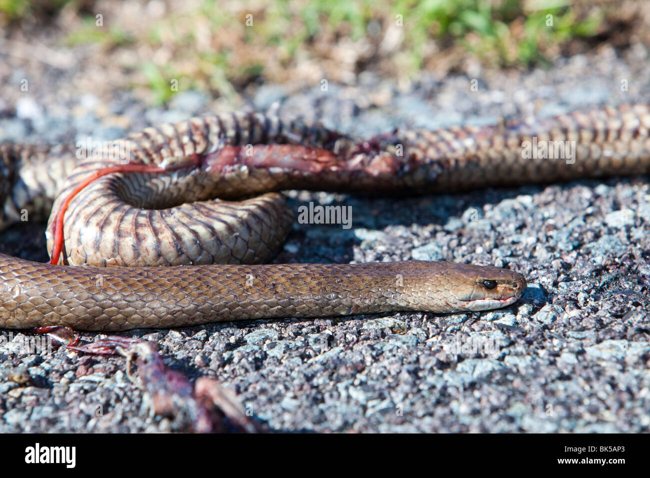 Venemous snake hi-res stock photography and images - Alamy