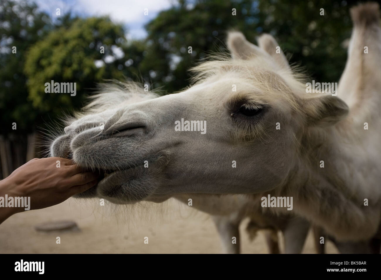 Hand feeding a camel Stock Photo - Alamy