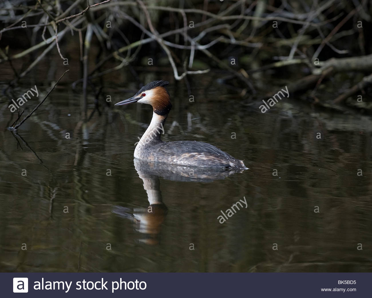 Norfolk Broads Birds Stock Photos & Norfolk Broads Birds Stock Images ...