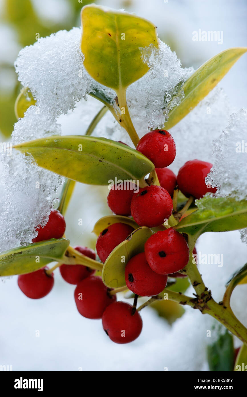 Winter berries snow hi-res stock photography and images - Alamy