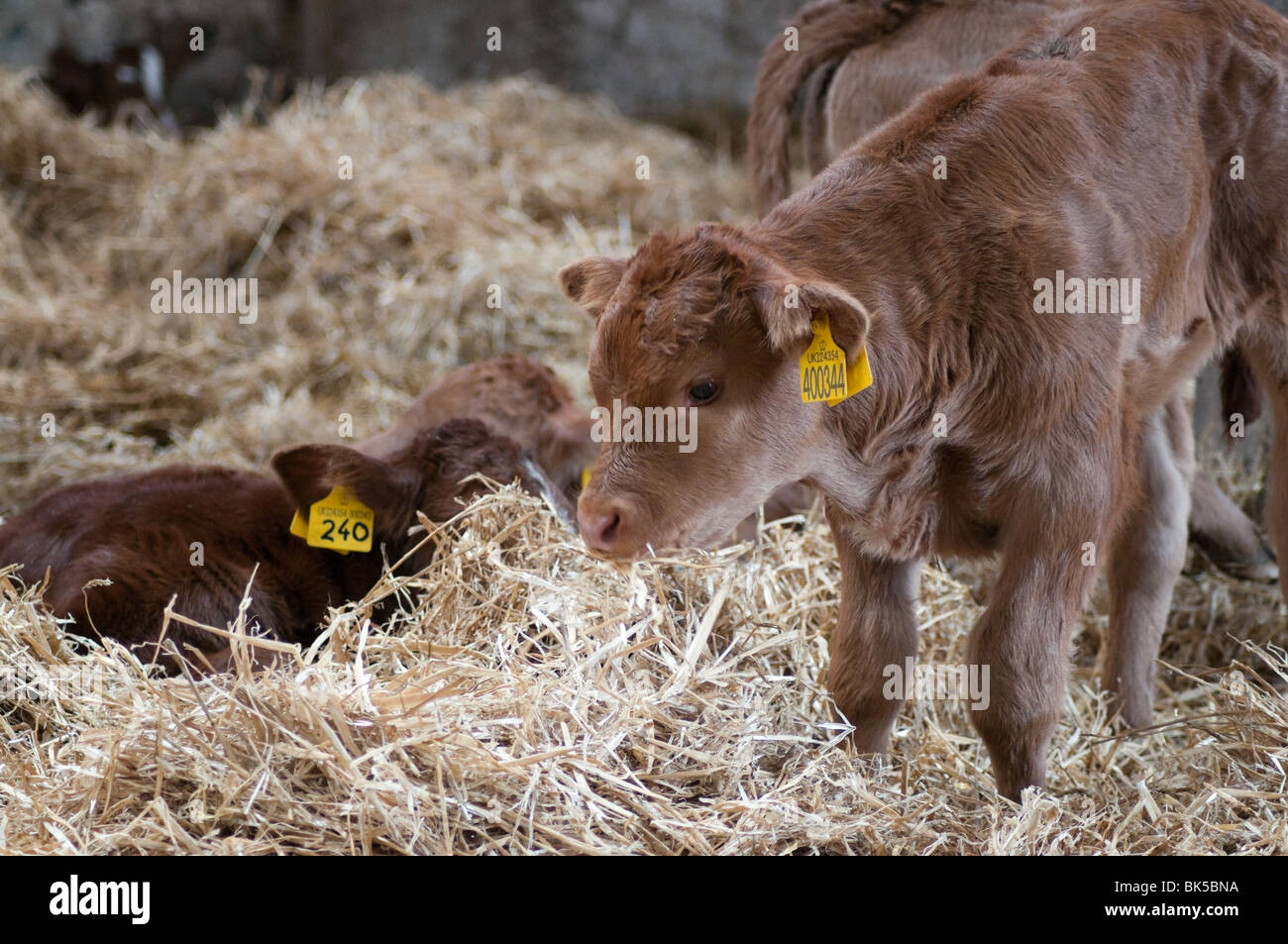 cows and calves in the barn at Markenfield Farm Stock Photo - Alamy