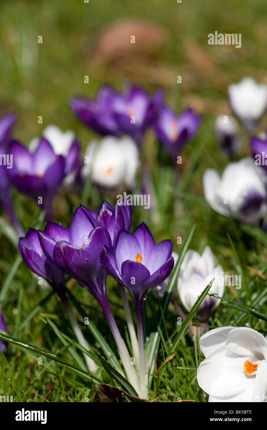 Crocus tommasinianus 'Ruby Giant' and Crocus chrysanthus 'Prins Claus ...