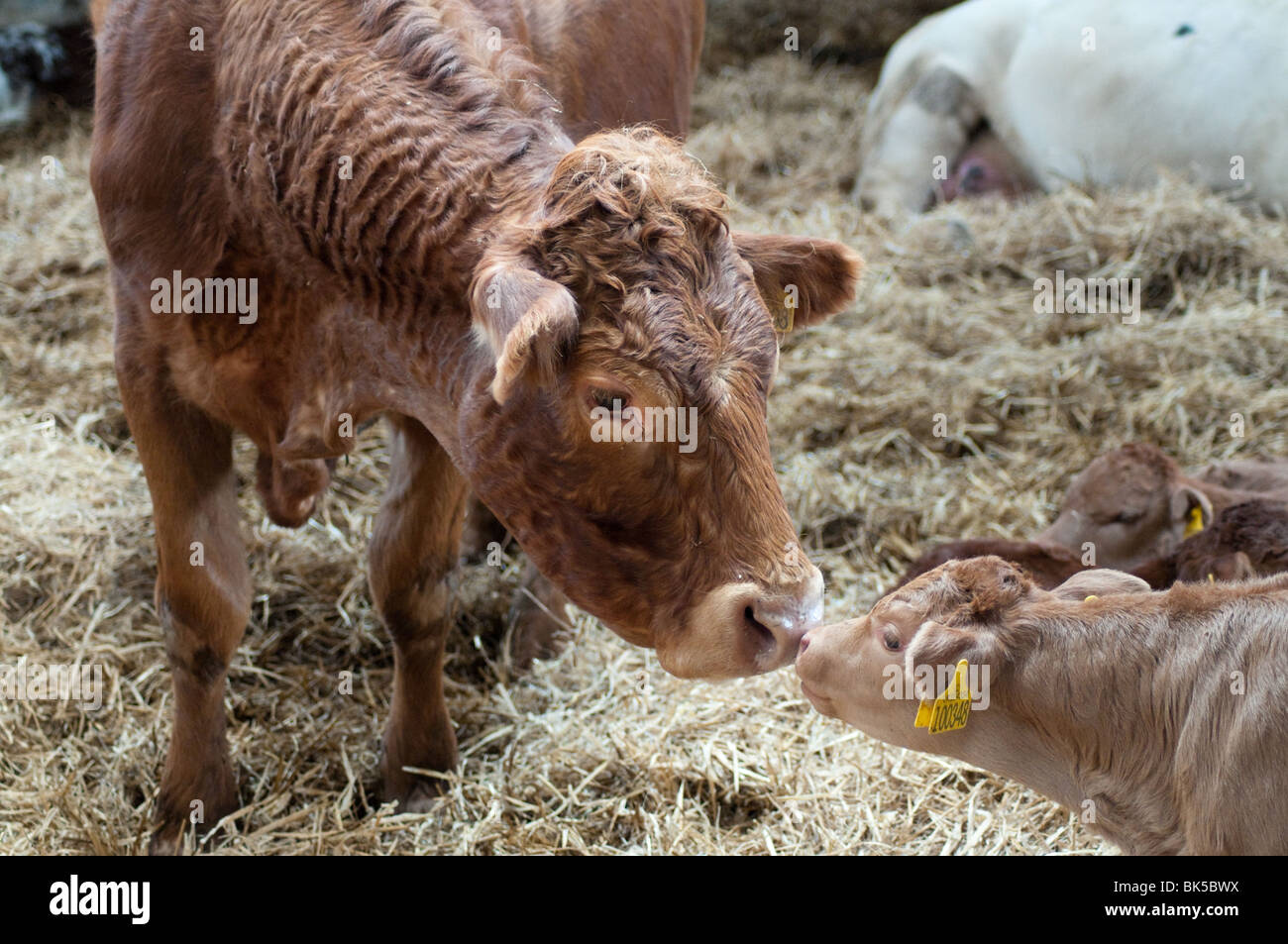 Calves farming hi-res stock photography and images - Alamy