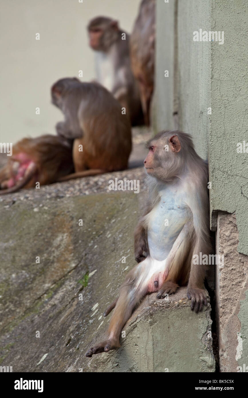 Rhesus hi-res stock photography and images - Alamy