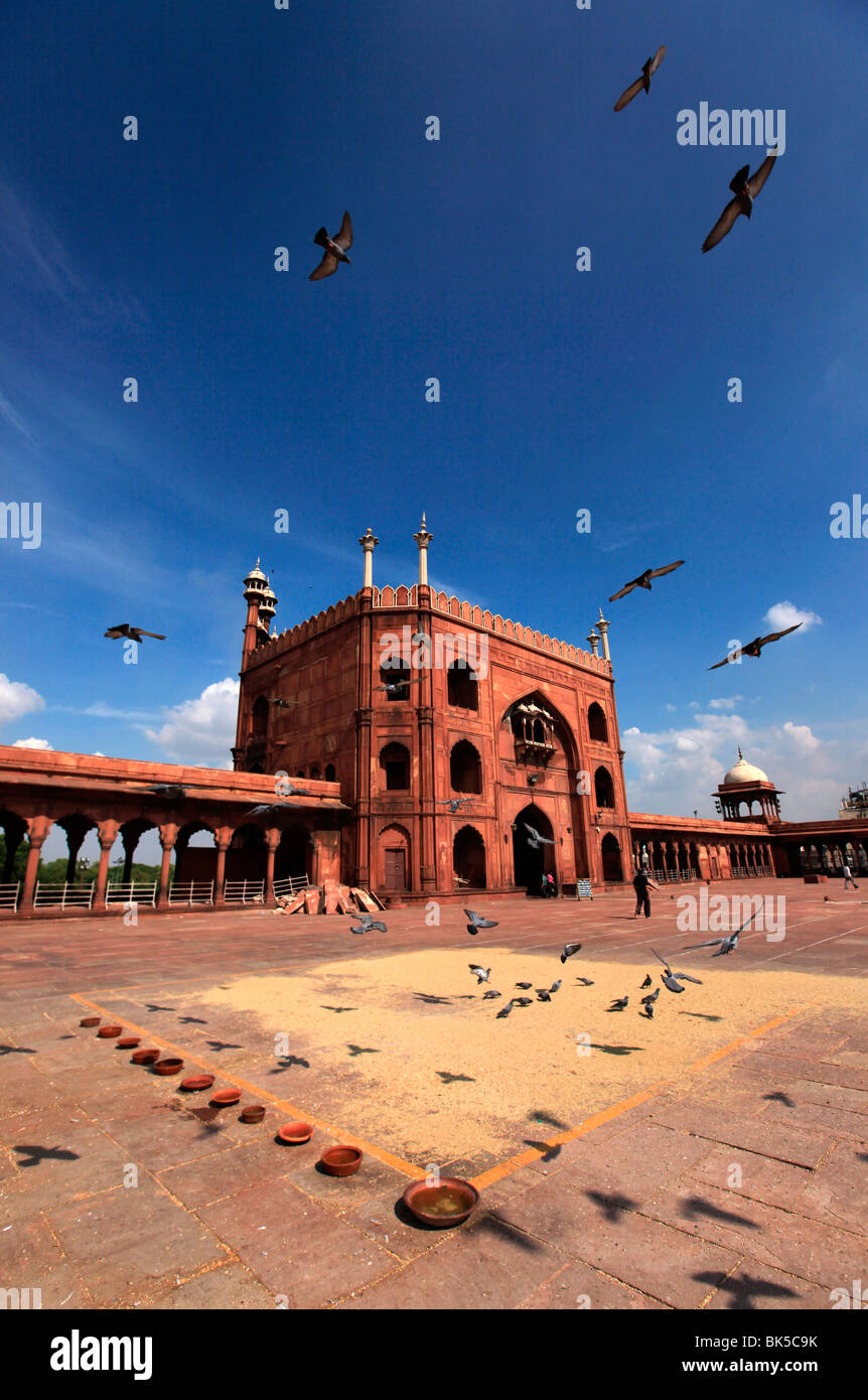 Pigeons feed on grain scattered on the paving stones in the courtyard ...