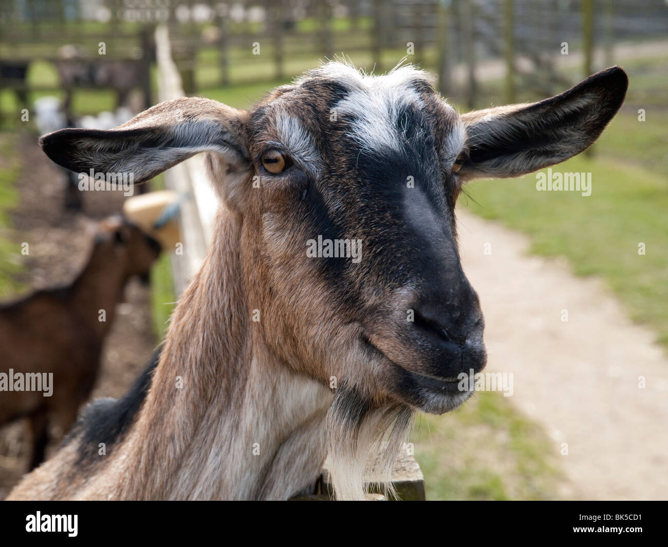 Close up of a goat at the White Post Farm Centre in Nottinghamshire ...