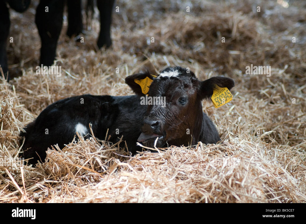 cows and calves in the barn at Markenfield Farm Stock Photo - Alamy